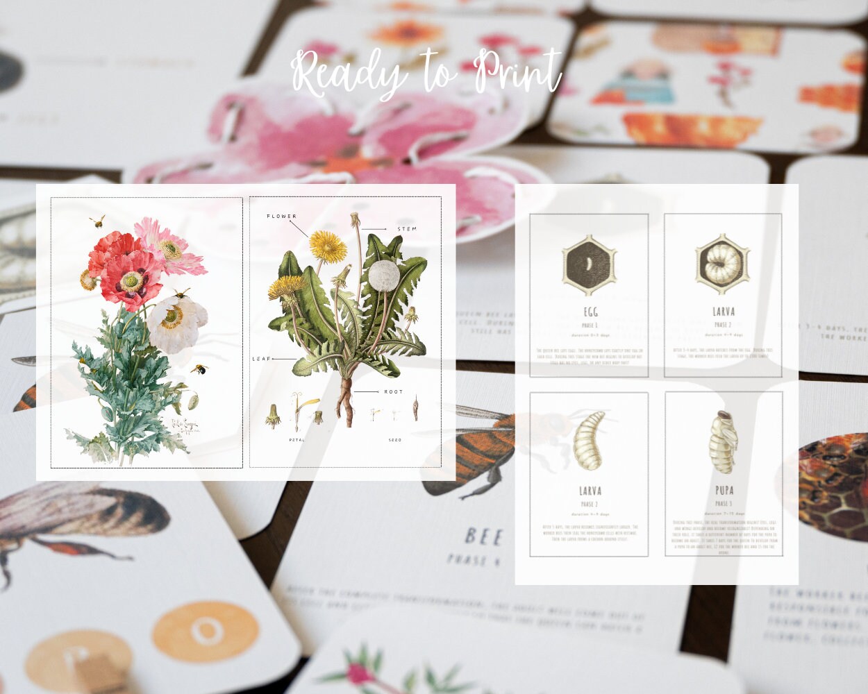 Bee Unit Study | Spring Study Unit | Montessori Material | Bee ...