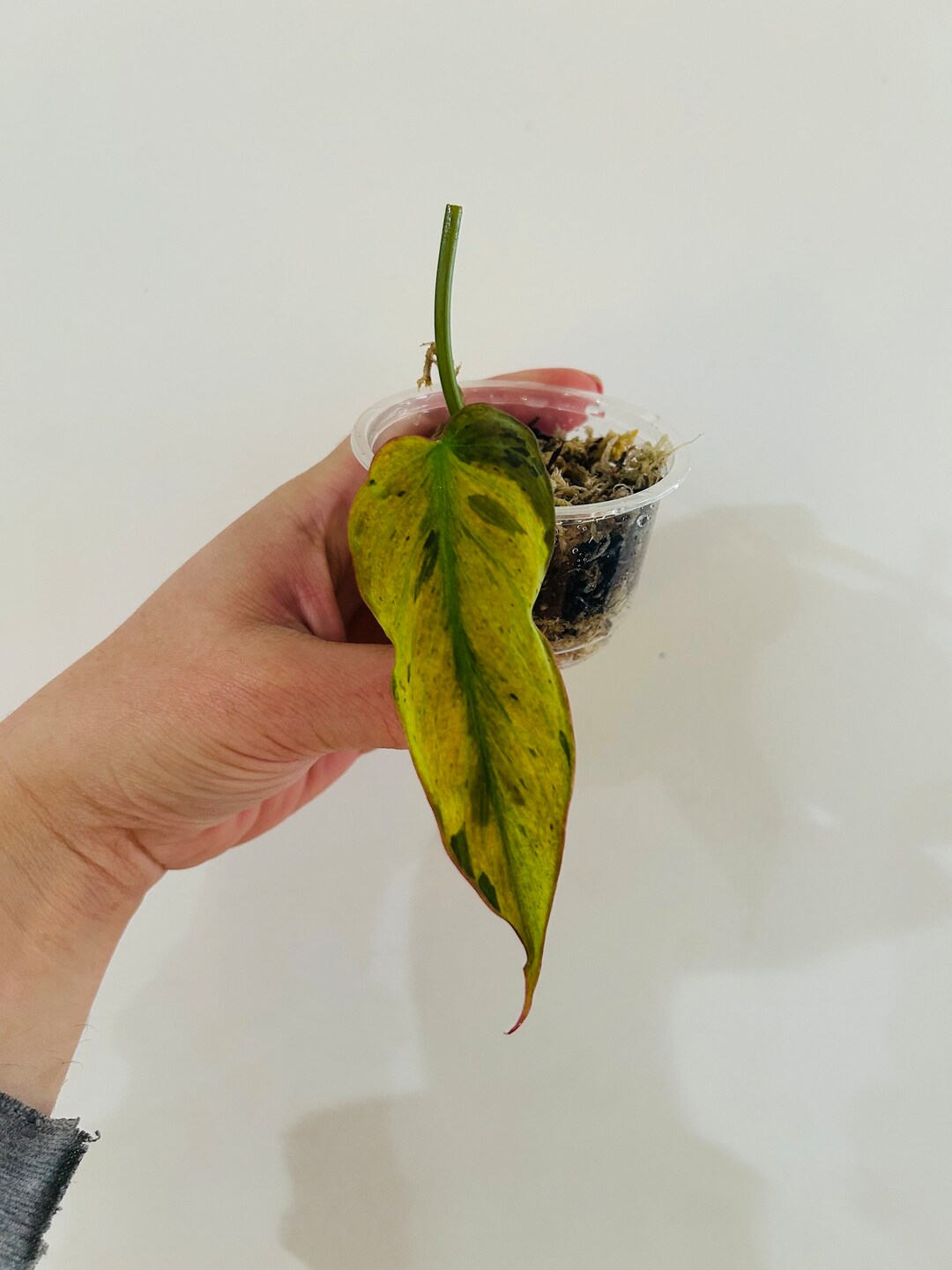 Rare Mint Micans - Etsy