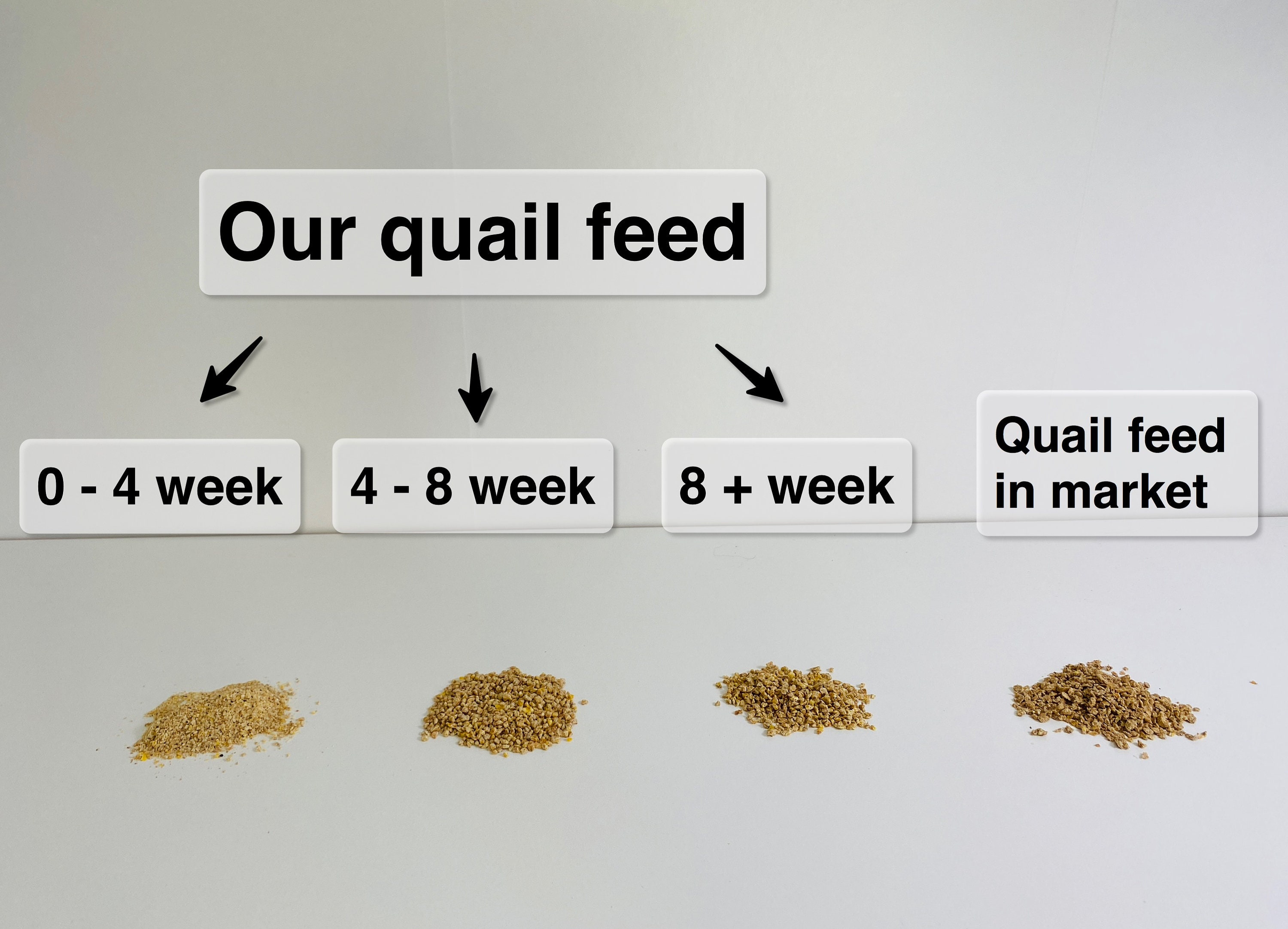 Baby Button Quail Feed Medicated Tiny Crumbles - Etsy