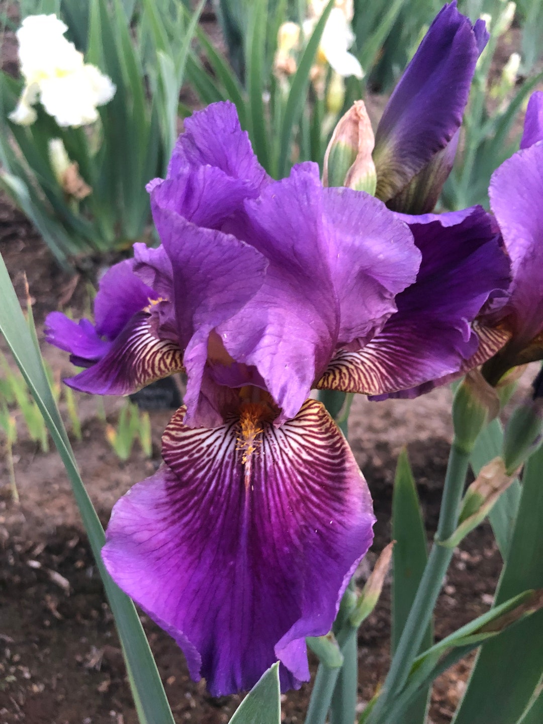 Esmeralda Glow Iris Rhizome - Etsy