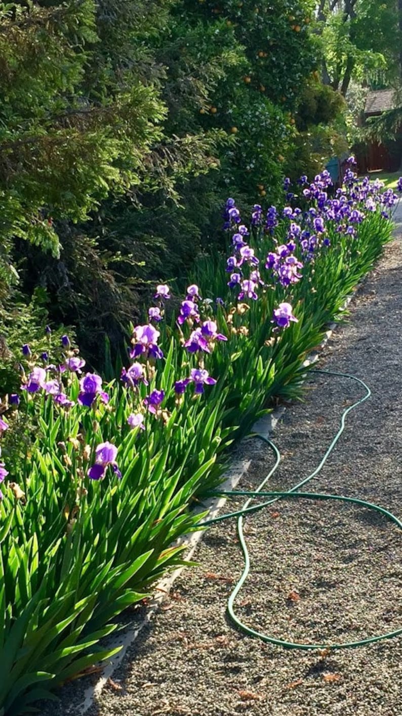 Diadoras Royal Purple Iris Rhizome - Etsy