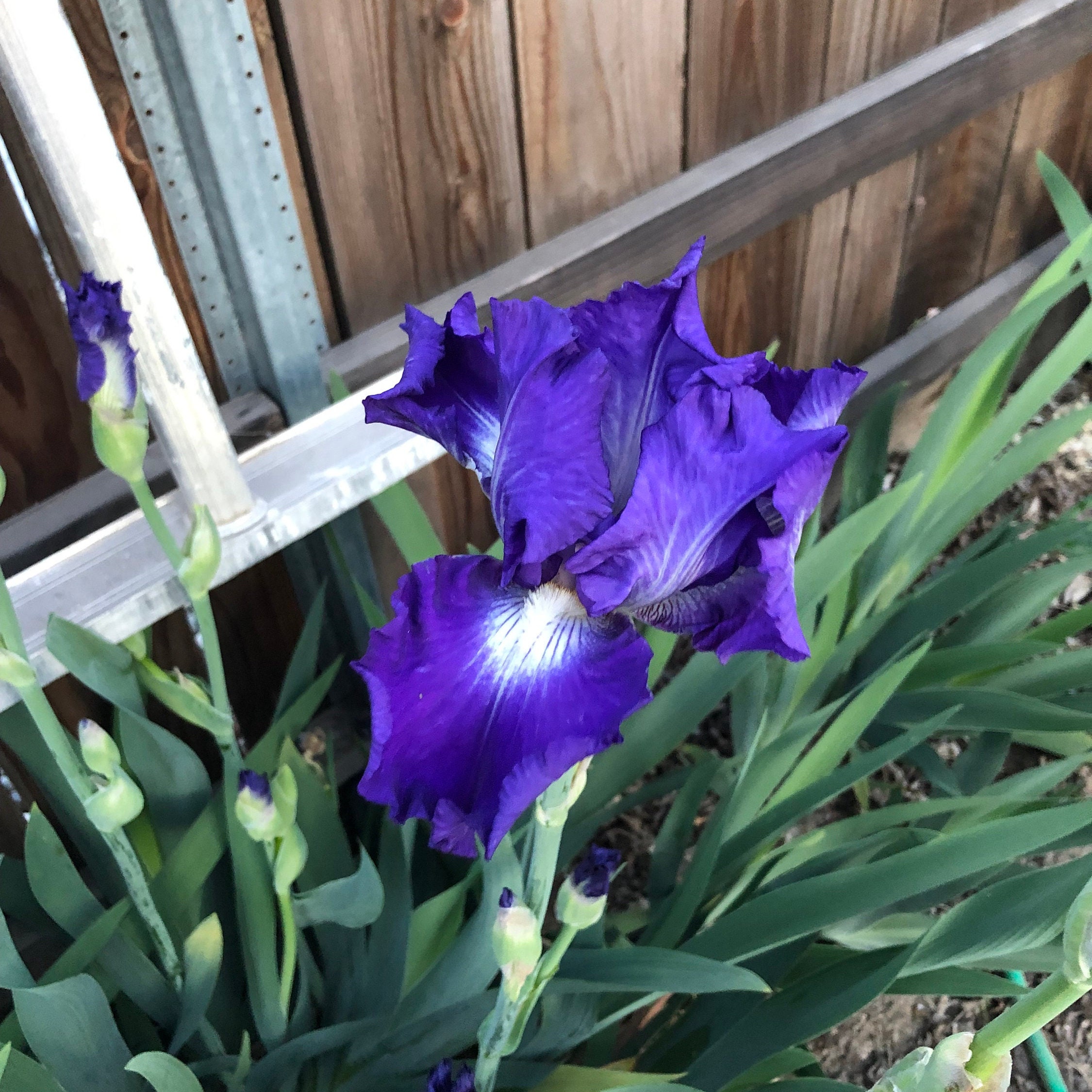 Esmeralda Glow Iris Rhizome - Etsy