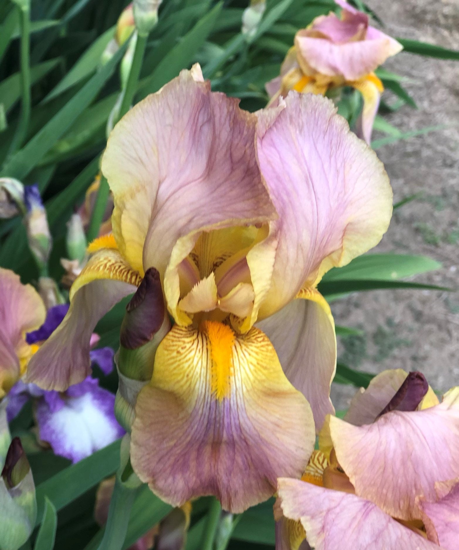 Esmeralda Glow Iris Rhizome - Etsy