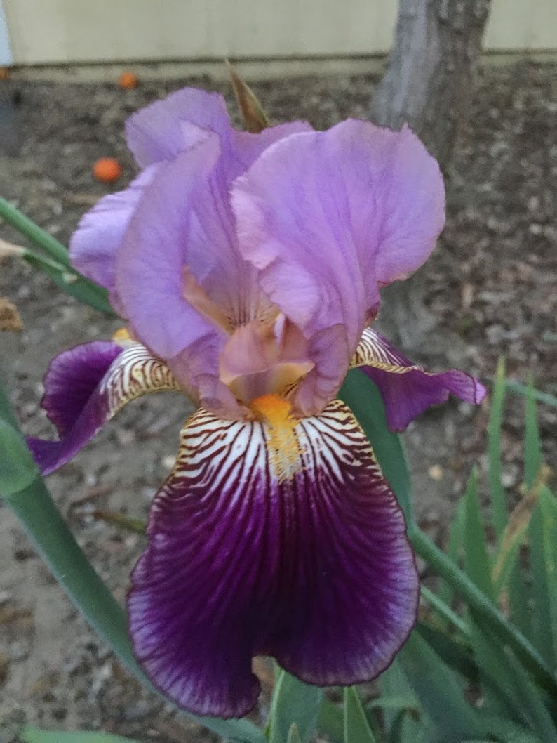 Diadoras Royal Purple Iris Rhizome - Etsy