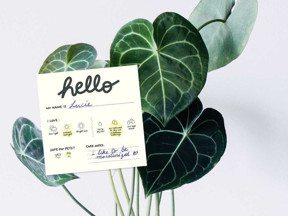 Printable Plant Tag Passport, Fillable Blank Care Instruction Card for ...