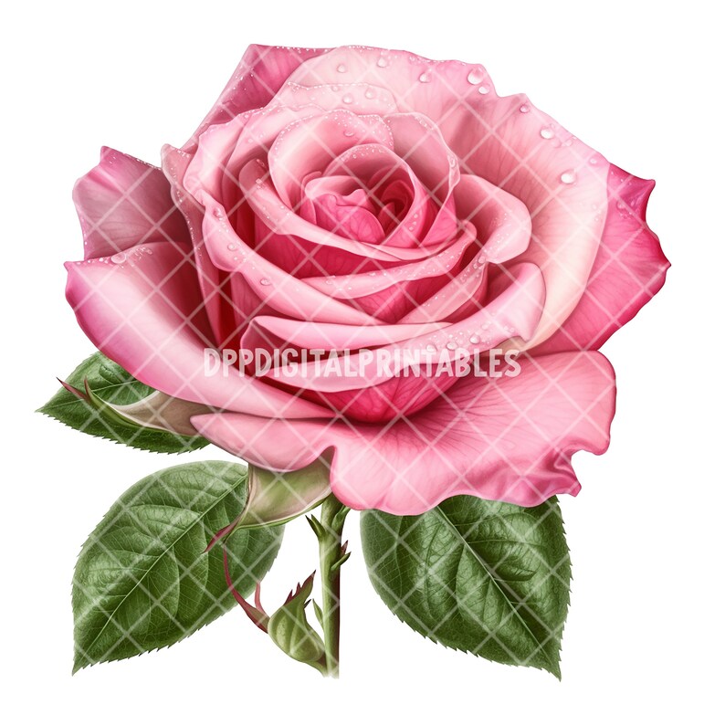 Clip ART Pink Rose SVG and PNG Files Instant Digital Files - Etsy