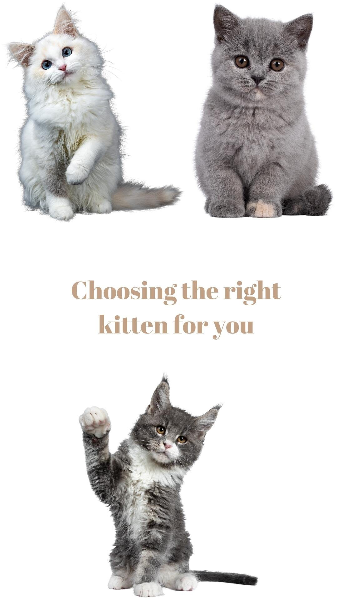 The Ultimate Guide to Cat Care: From Kitten to Senior. E-book, PDF Book ...