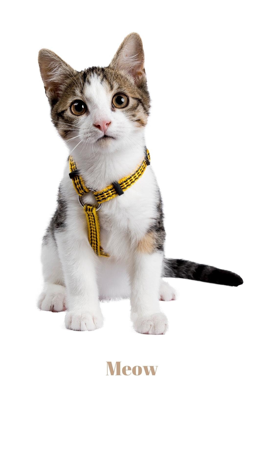The Ultimate Guide to Cat Care: From Kitten to Senior. E-book, PDF Book ...