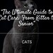 The Ultimate Guide to Cat Care: From Kitten to Senior. E-book, PDF Book ...