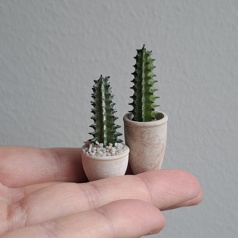 Miniature Cactus - Etsy
