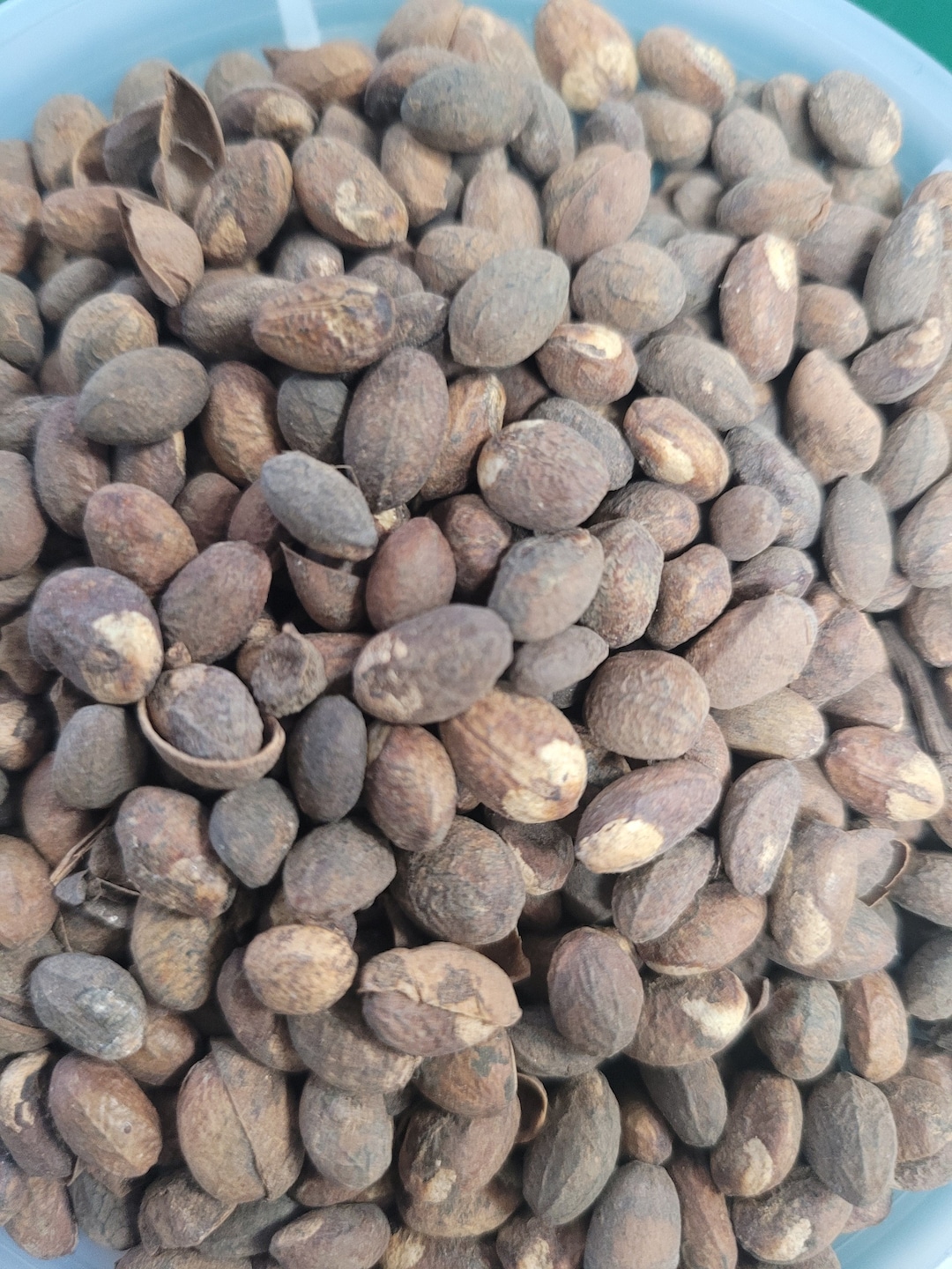 Aworoso Seeds/croton Pendoliflurous Seed 15 SEEDS - Etsy