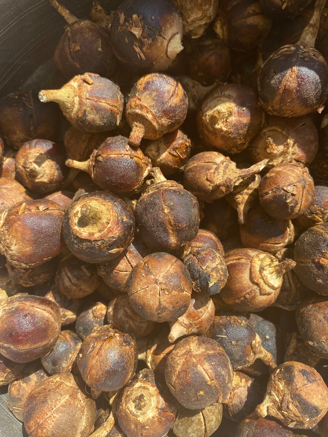 Gorontula Dried Fruit 10 Pieces - Etsy