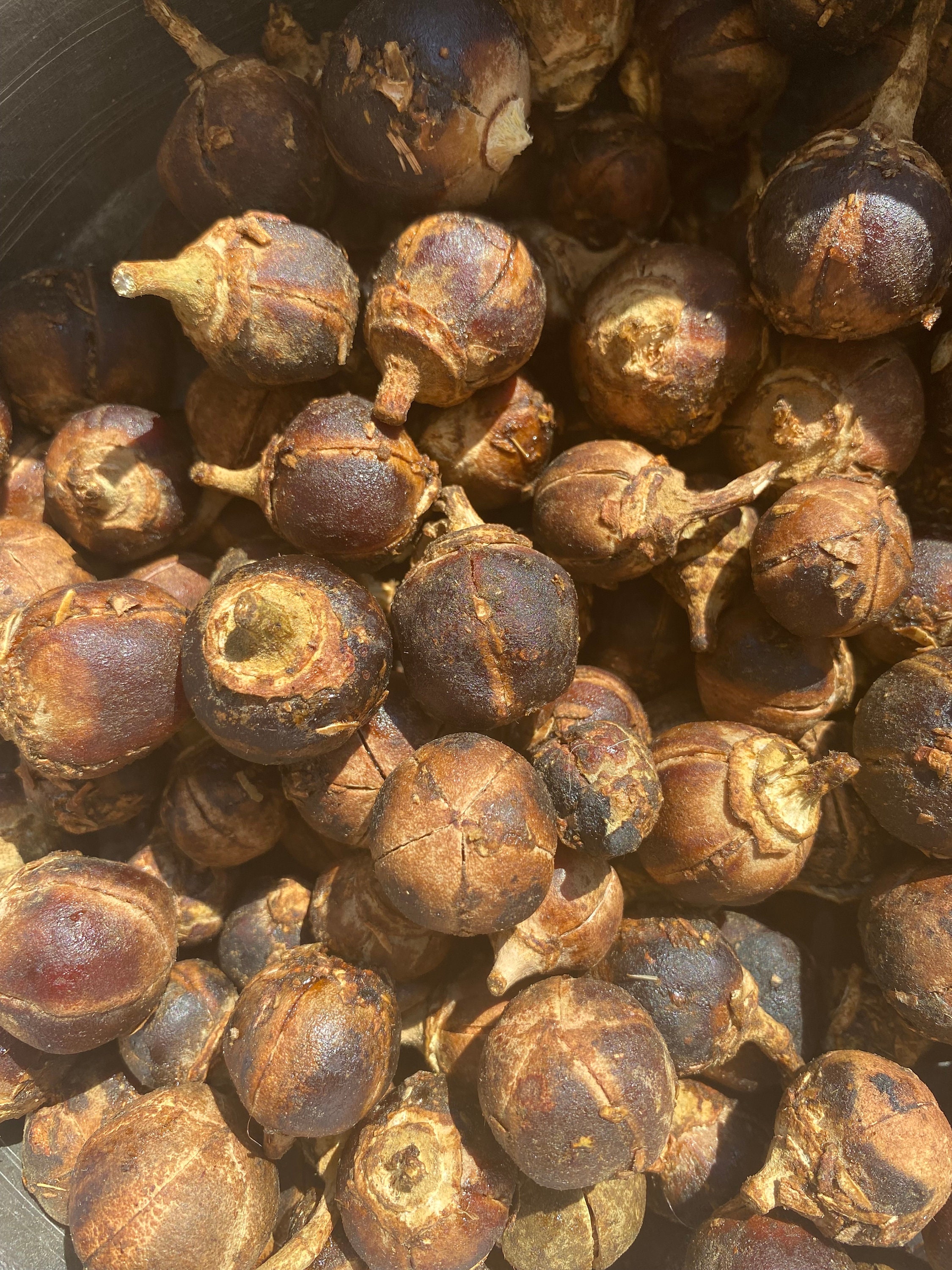 Gorontula Dried Fruit 10 Pieces - Etsy Canada