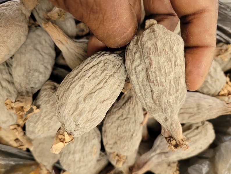 Alligator Pepper Pods 5/10/15 Pods/ African Alligator Pepper/organic ...