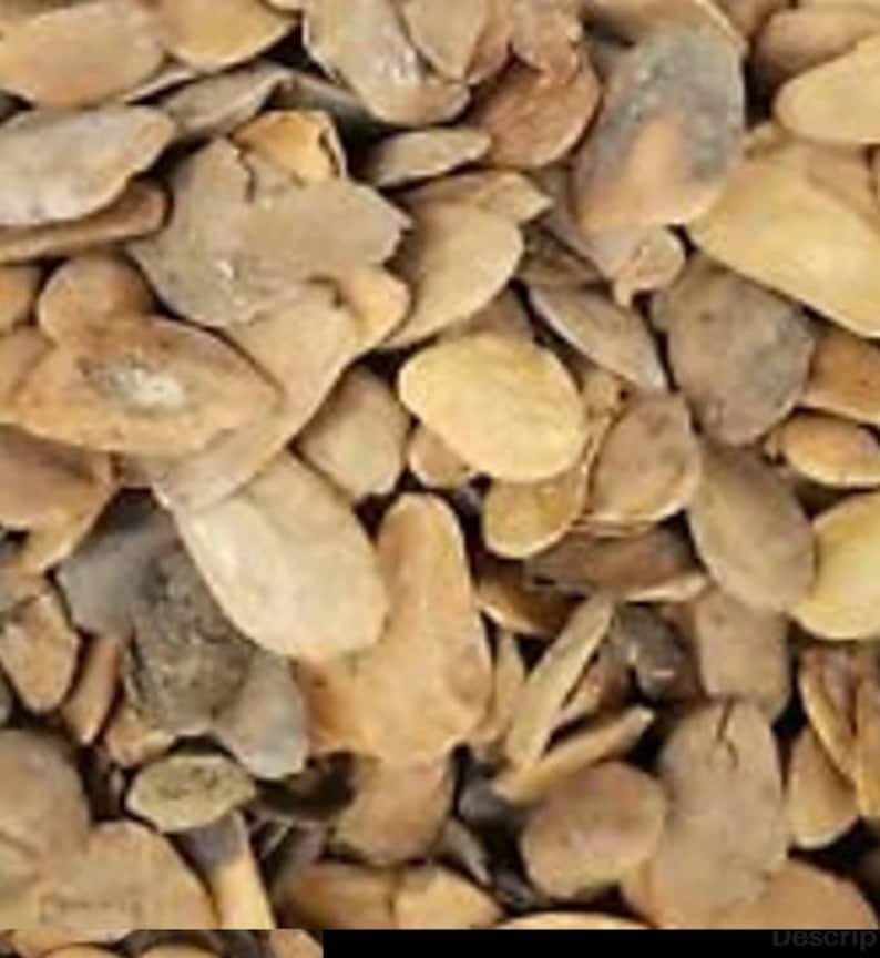 Abere Seeds (hunteria Umbellata) 30 Seeds Ships Quick - Etsy