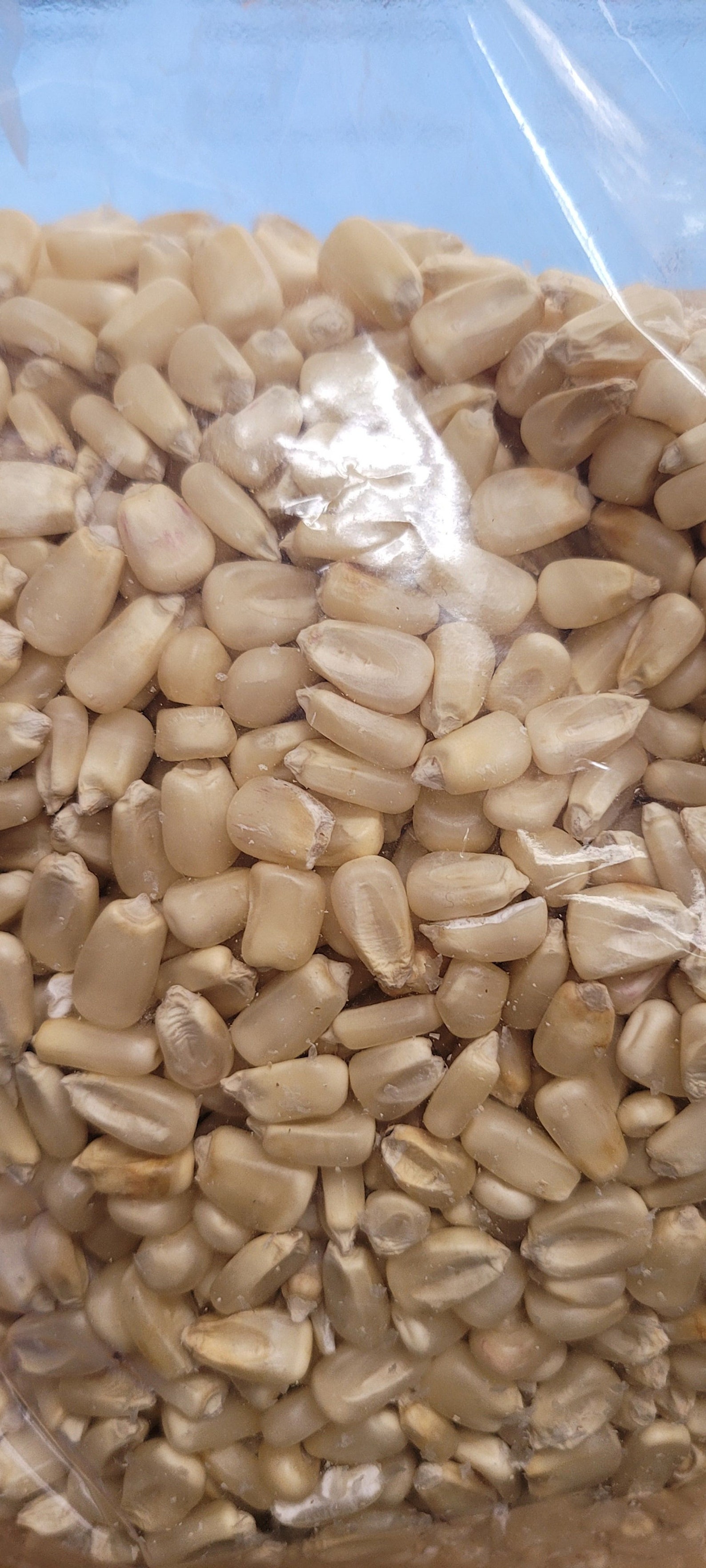 Whole DRY White Corn 4lbs/12lbs/16lbs - Etsy