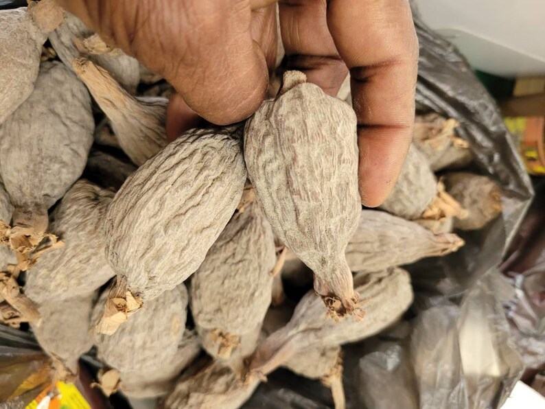 Alligator Pepper Pods 5/10/15 Pods/ African Alligator Pepper/organic ...