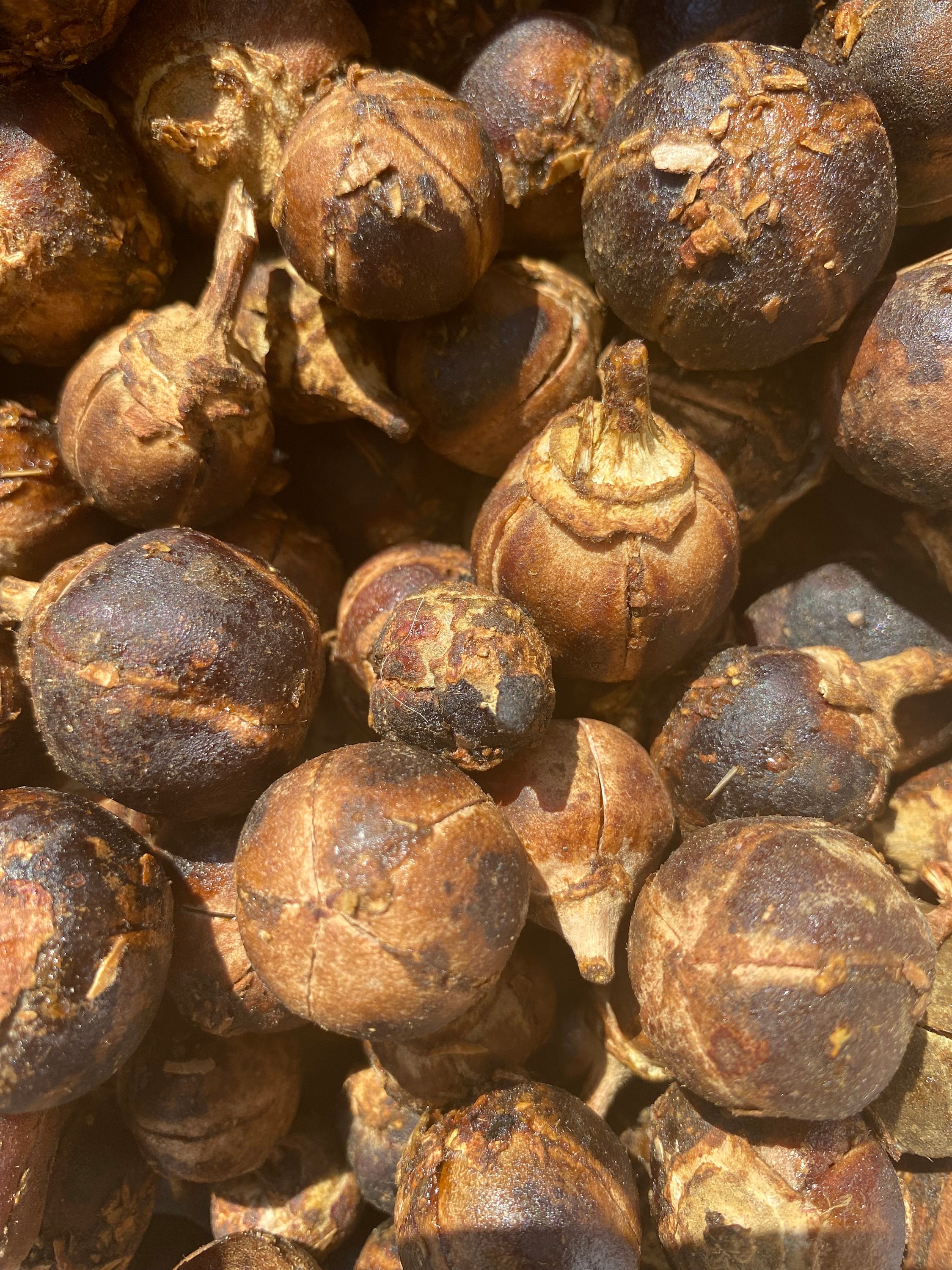 Gorontula Dried Fruit 10 Pieces - Etsy Canada