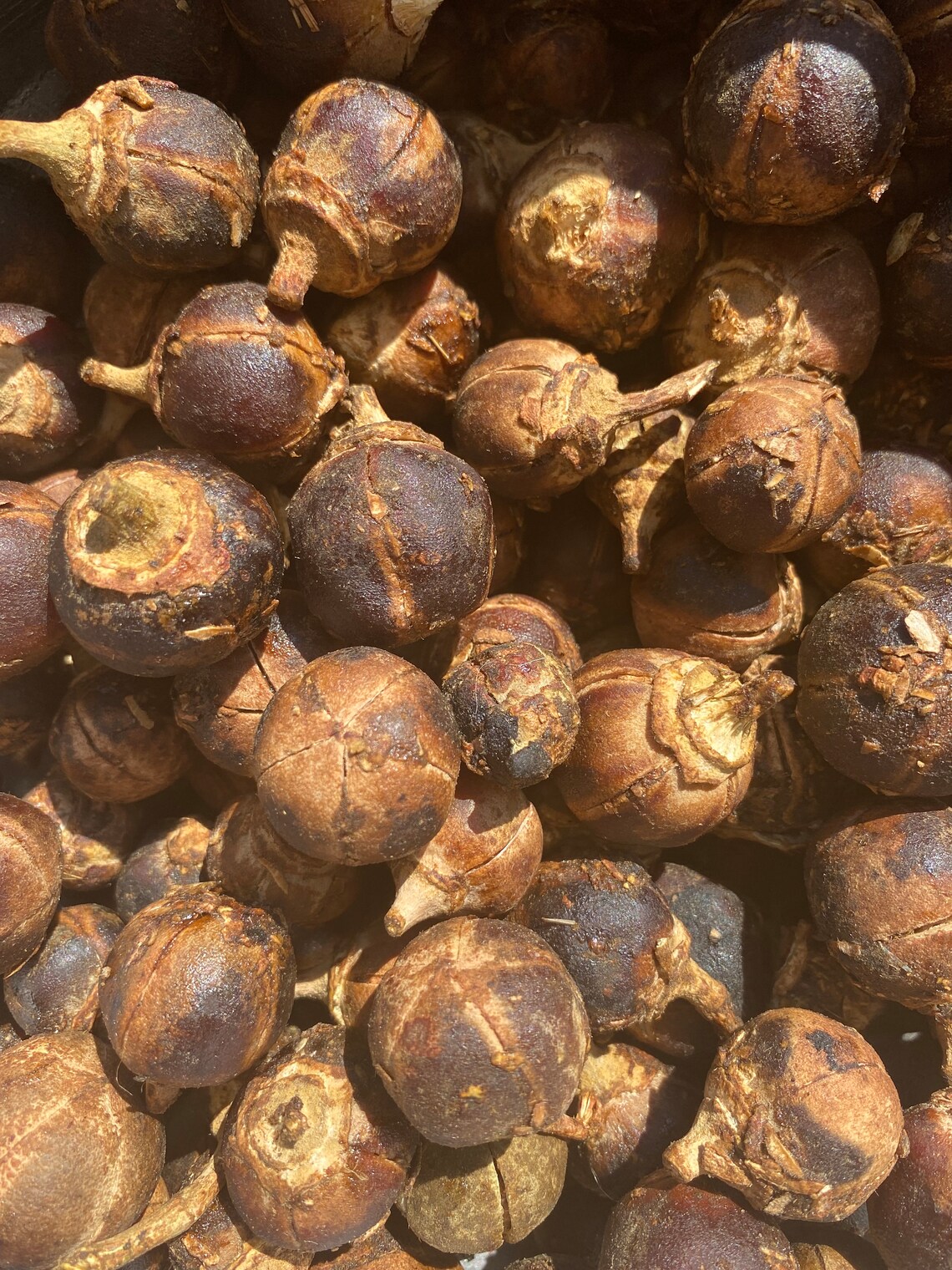 Gorontula Dried Fruit 10 Pieces - Etsy Canada