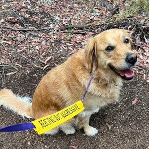 Custom Dog Lead Sleeve. Ideal for Dogs That Are Anxious, Nervous ...