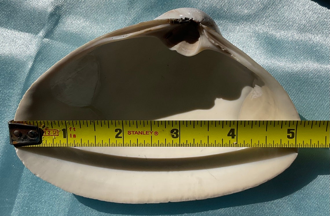 Natural 10 Quahog Clam Shells for Crafting, Découpage, Home Decor 4"-5 ...