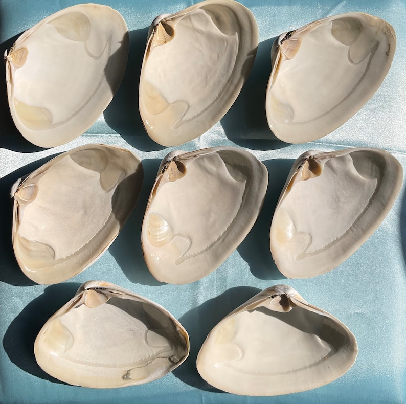 Natural 8 Quahog Clam Shells for Crafting, Découpage, Home Decor 5” - 6 ...