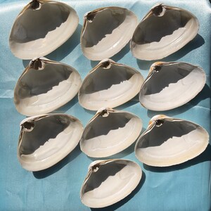 Natural 10 Quahog Clam Shells for Crafting, Découpage, Home Decor 4"-5 ...