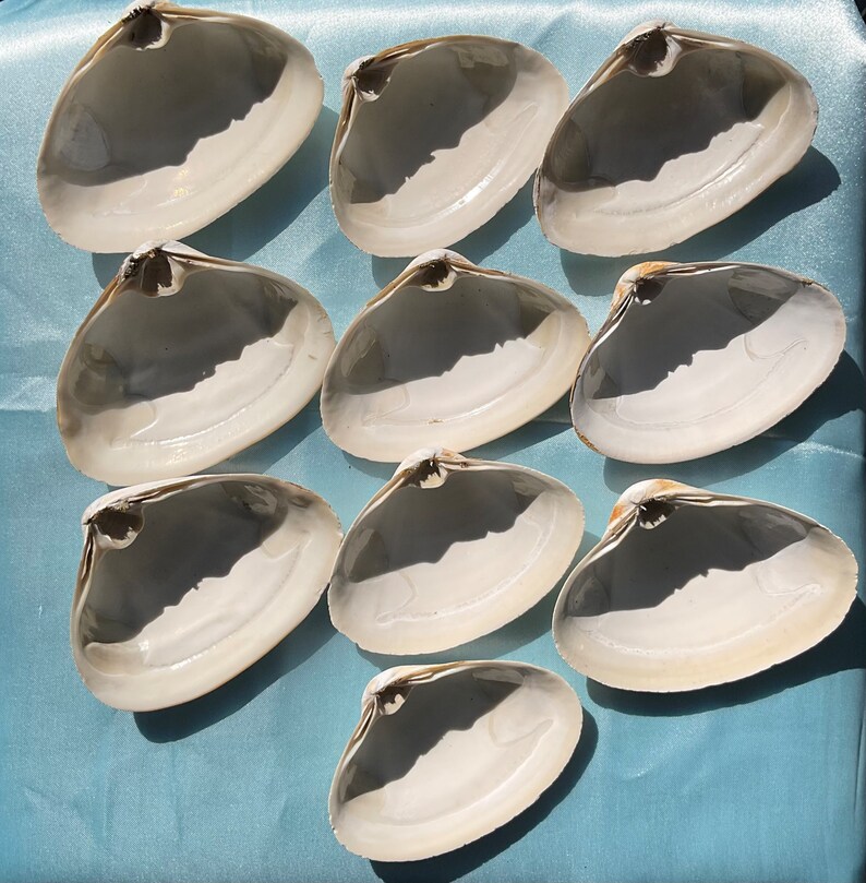 Natural 10 Quahog Clam Shells for Crafting, Découpage, Home Decor 4"-5 ...