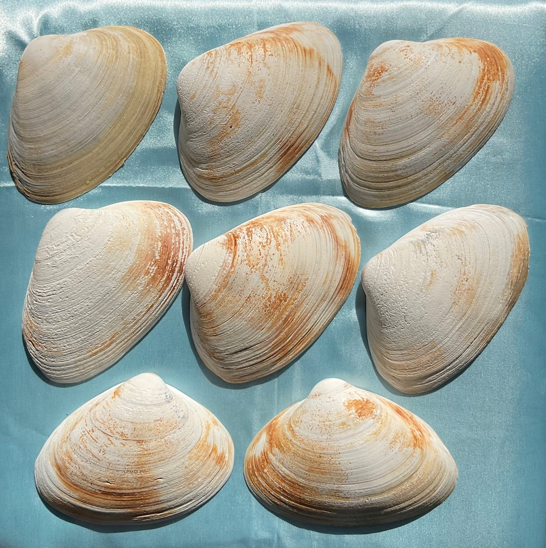 Natural 8 Quahog Clam Shells for Crafting, Découpage, Home Decor 5” - 6 ...