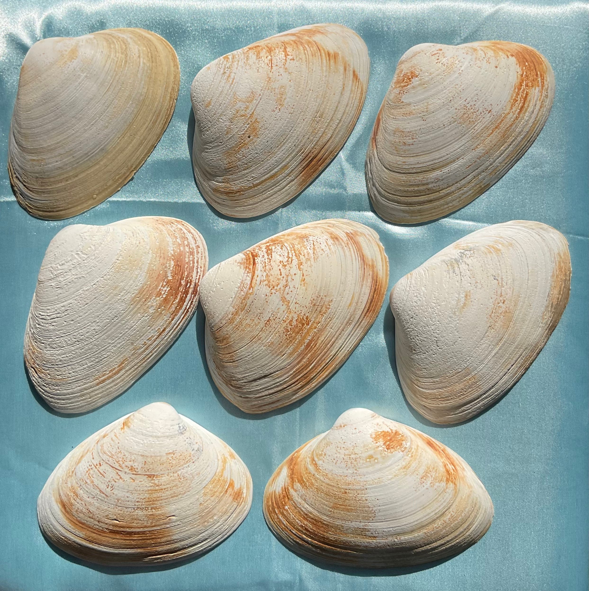 Natural 8 Quahog Clam Shells for Crafting, Découpage, Home Decor 5” - 6 ...