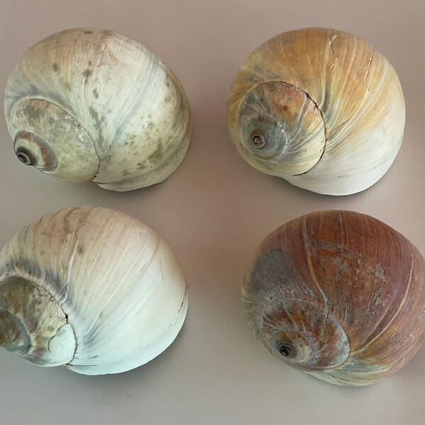 Moon Snail - Etsy