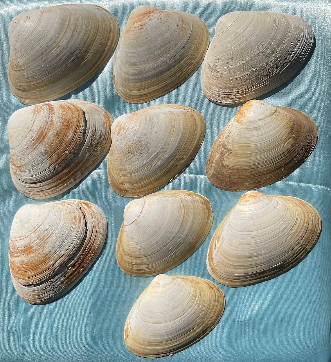 Natural 10 Quahog Clam Shells for Crafting, Découpage, Home Decor 4"-5 ...
