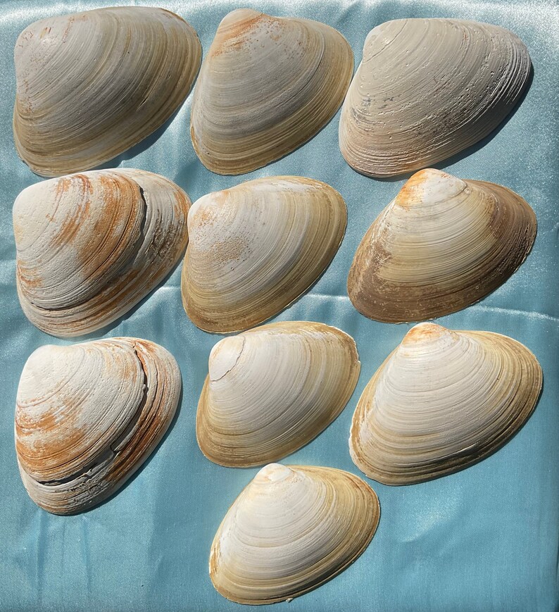 Natural 10 Quahog Clam Shells for Crafting, Découpage, Home Decor 4"-5 ...