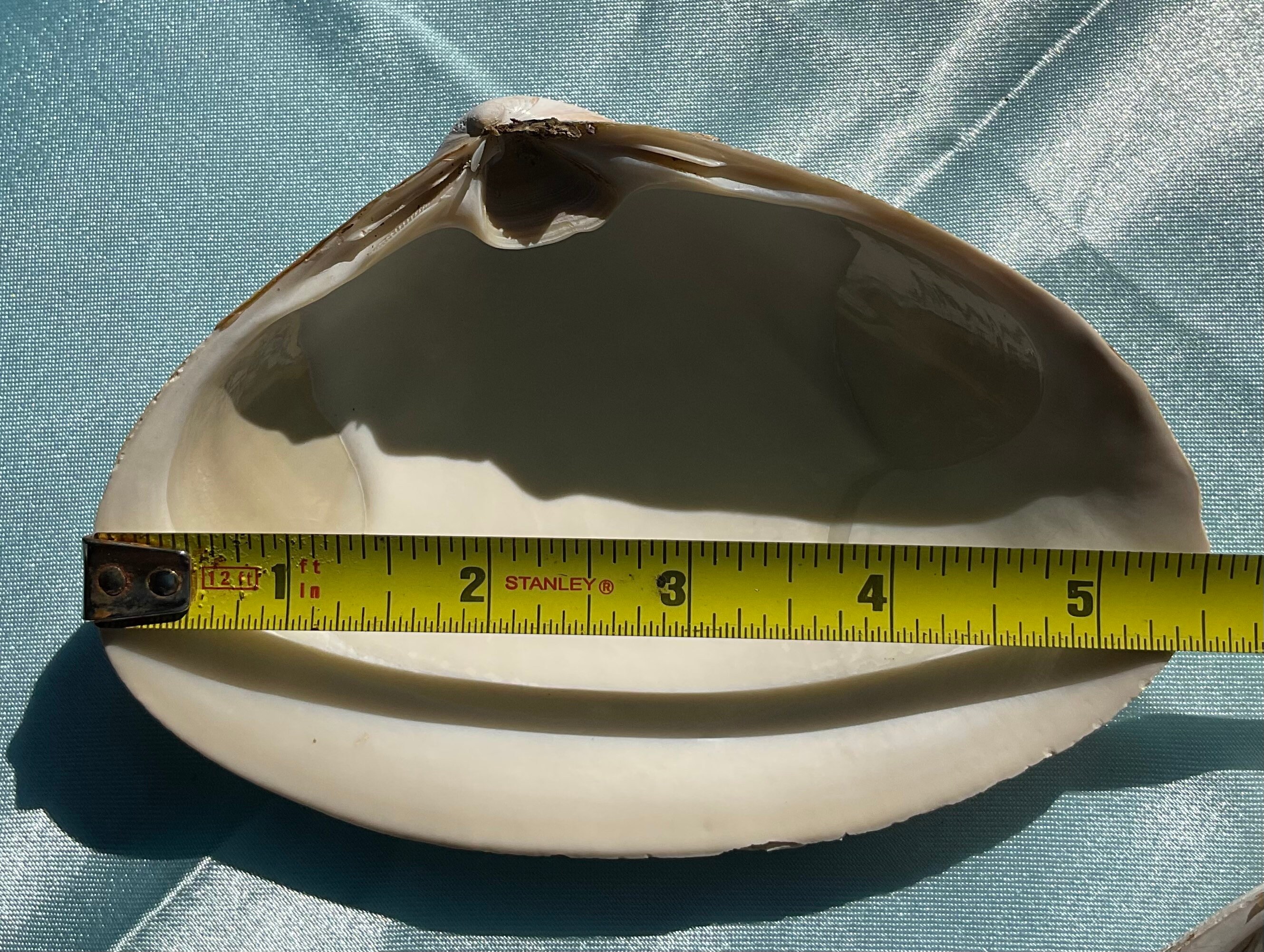 Natural 8 Quahog Clam Shells for Crafting, Découpage, Home Decor 5” - 6 ...