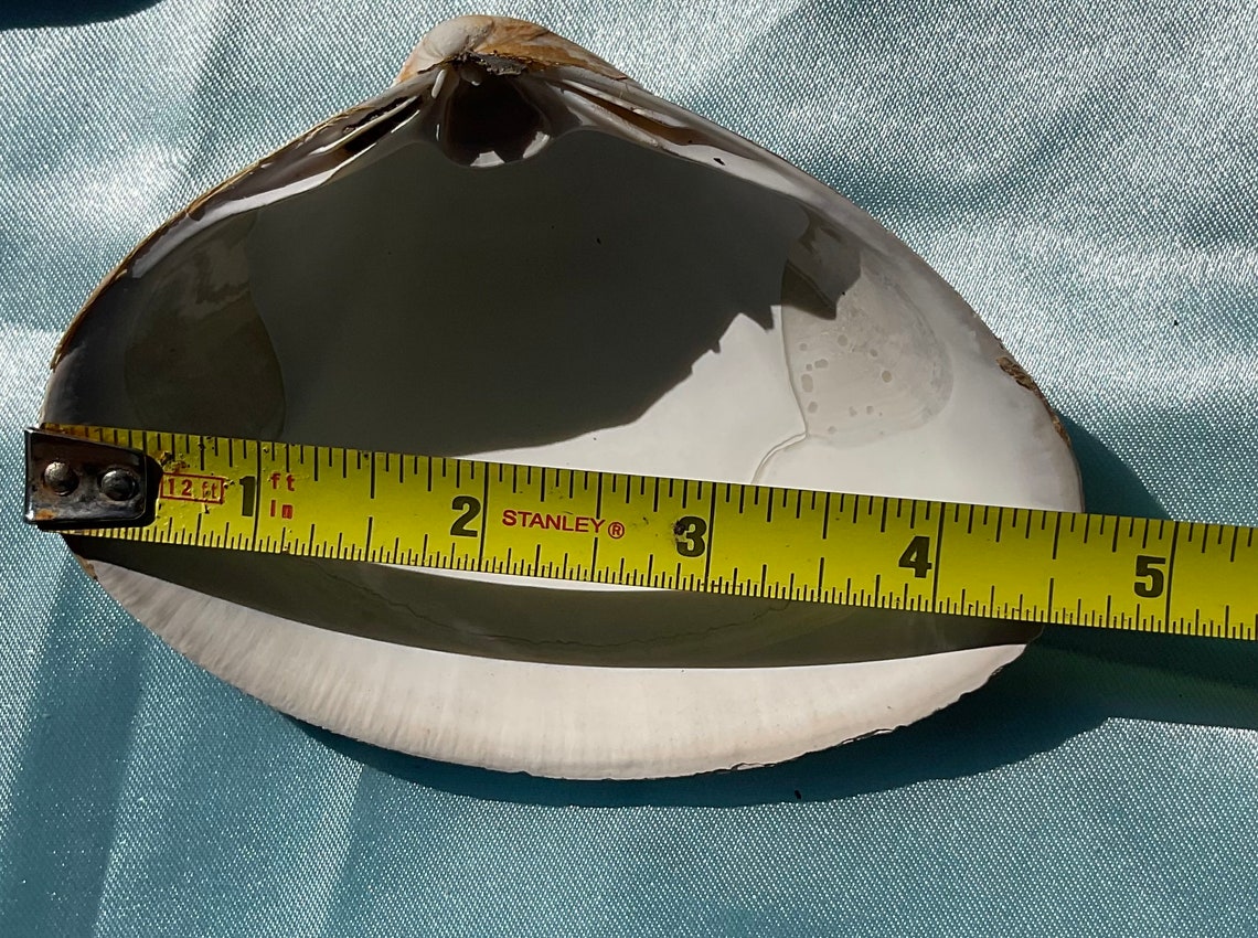 Natural 10 Quahog Clam Shells for Crafting, Découpage, Home Decor 4"-5 ...