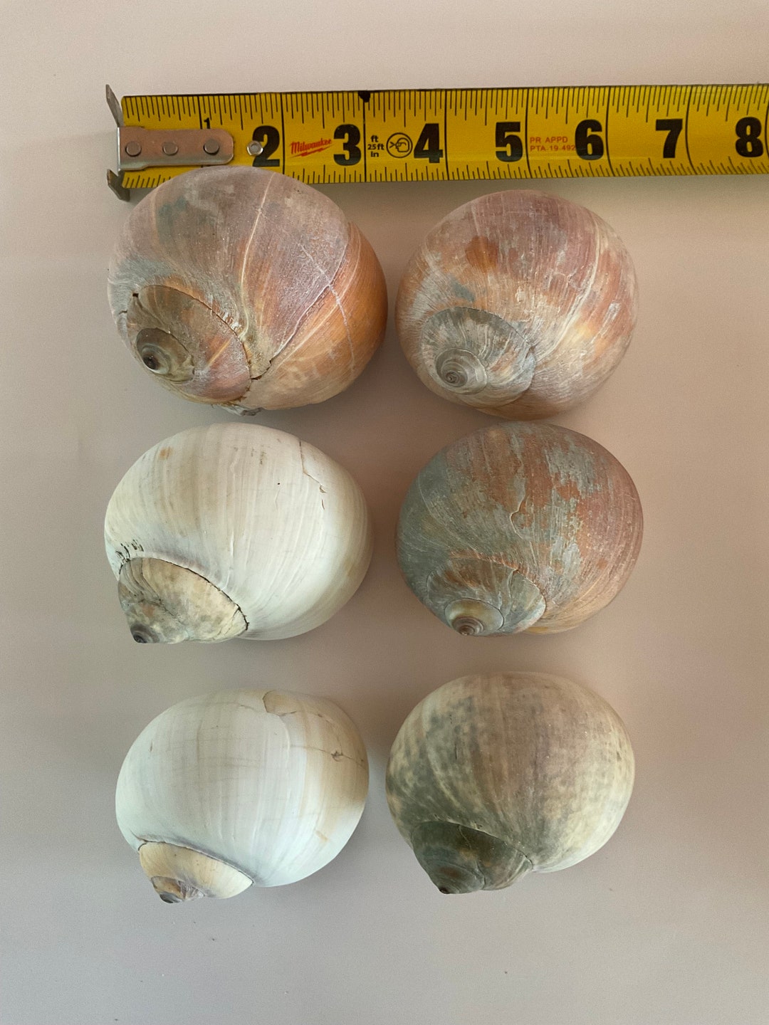 Moon Snail Shark Whale Eye Sea Shells Lot of Eight 2.5”-3” Hermit Crab ...