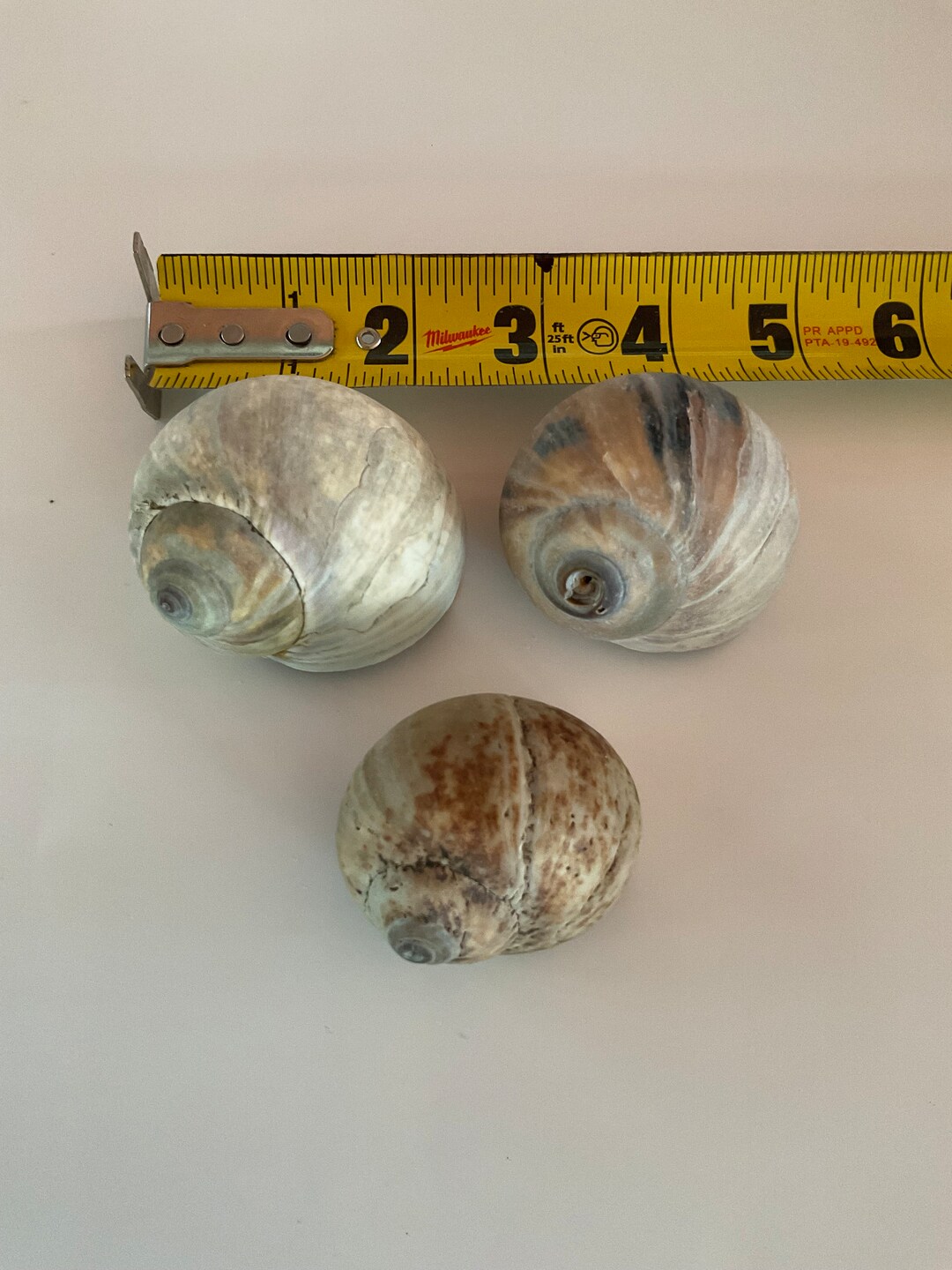 Moon Snail Shark Whale Eye Sea Shells Lot of Twelve 1.5”-2” Hermit Crab ...