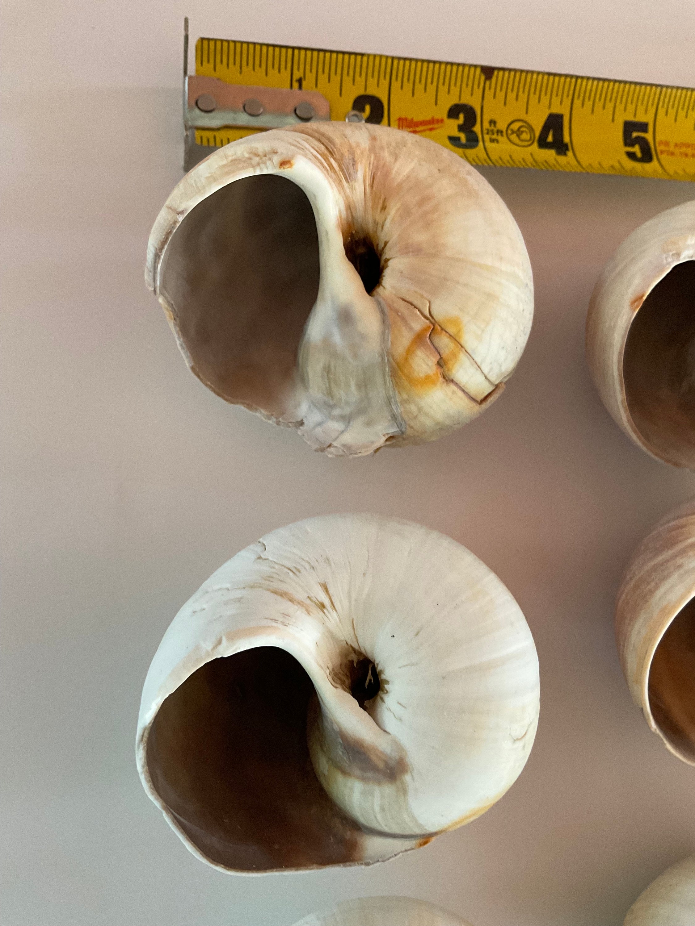 Moon Snail Shark Whale Eye Sea Shells Lot of Eight 2.5”-3” Hermit Crab ...