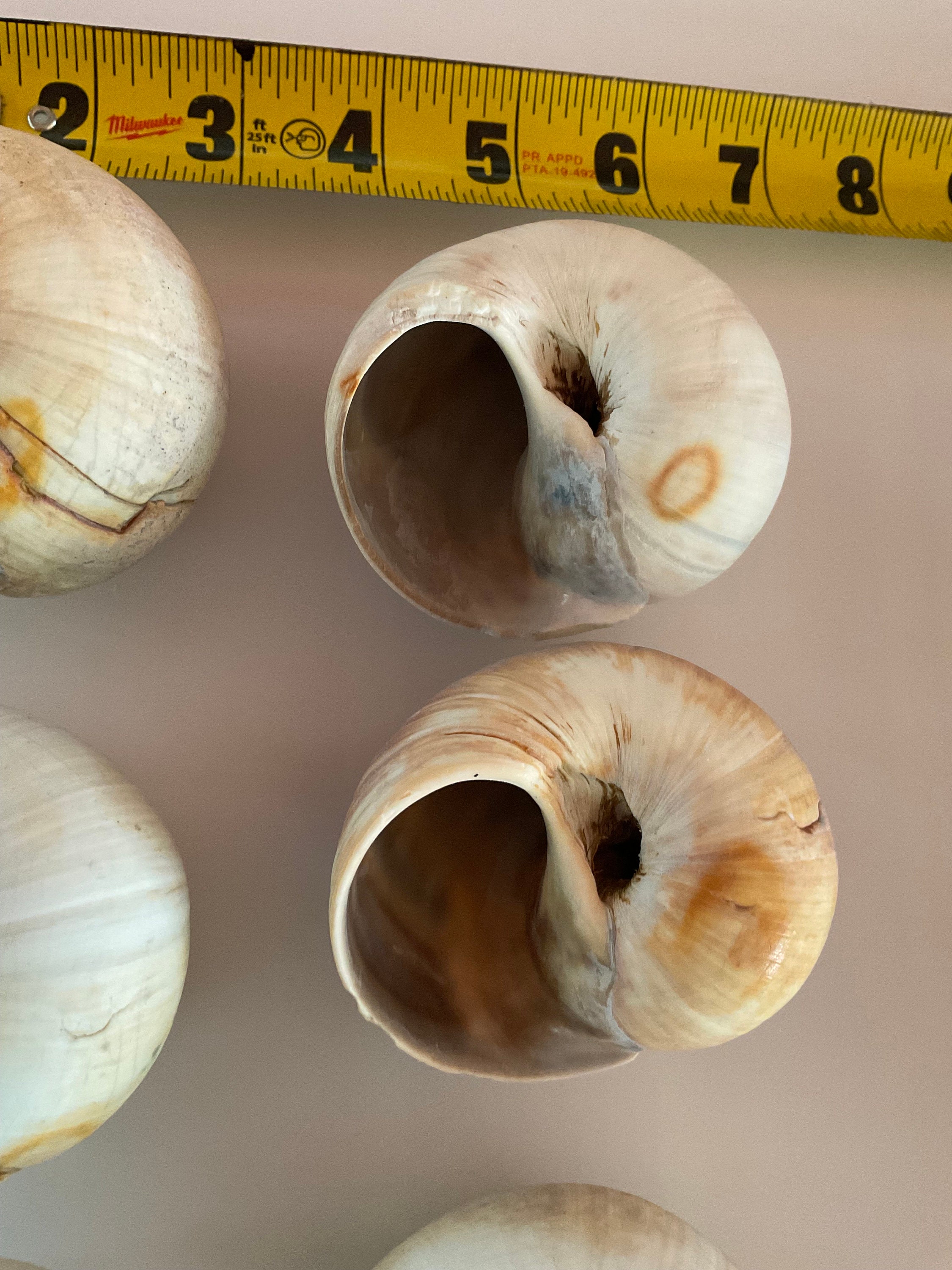 Moon Snail Shark Whale Eye Sea Shells Lot of Eight 2.53 Hermit Crab ...