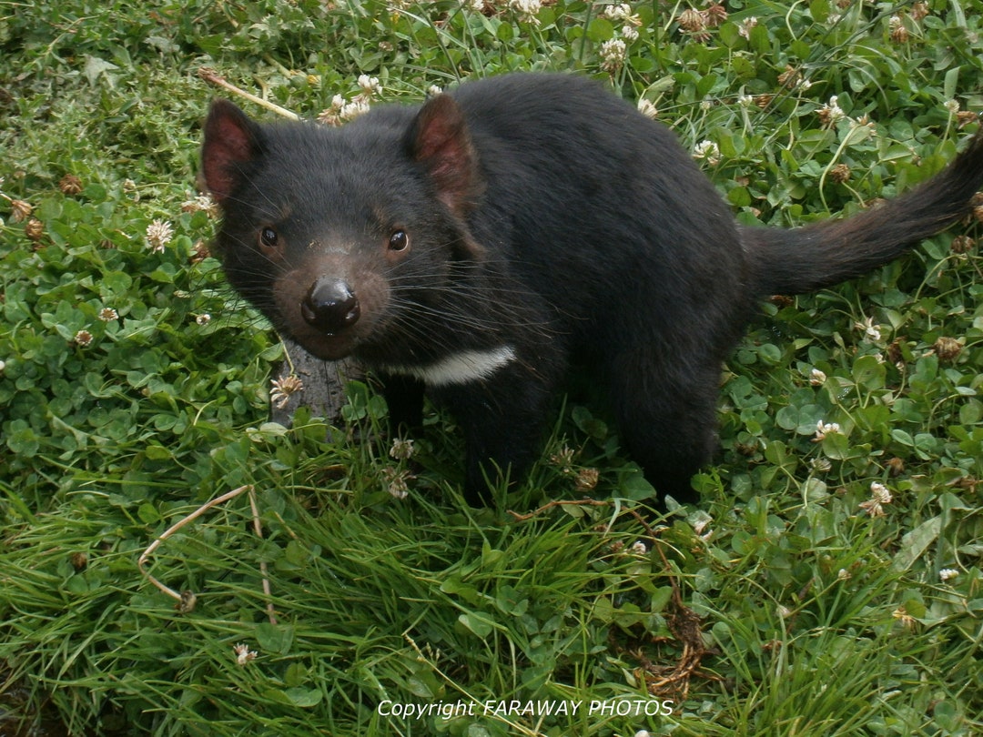 Tasmanian Devil - A Devil in Clover - Etsy