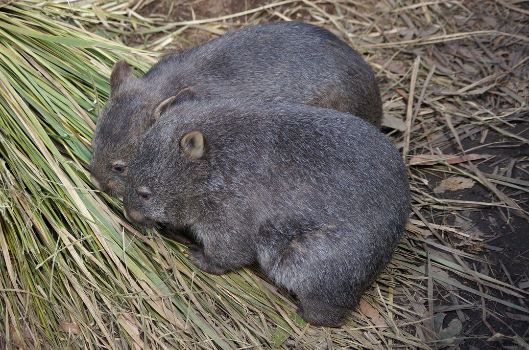 Wombat Pair - Cute Pair of Tasmanian Wombats Dining Out - Etsy