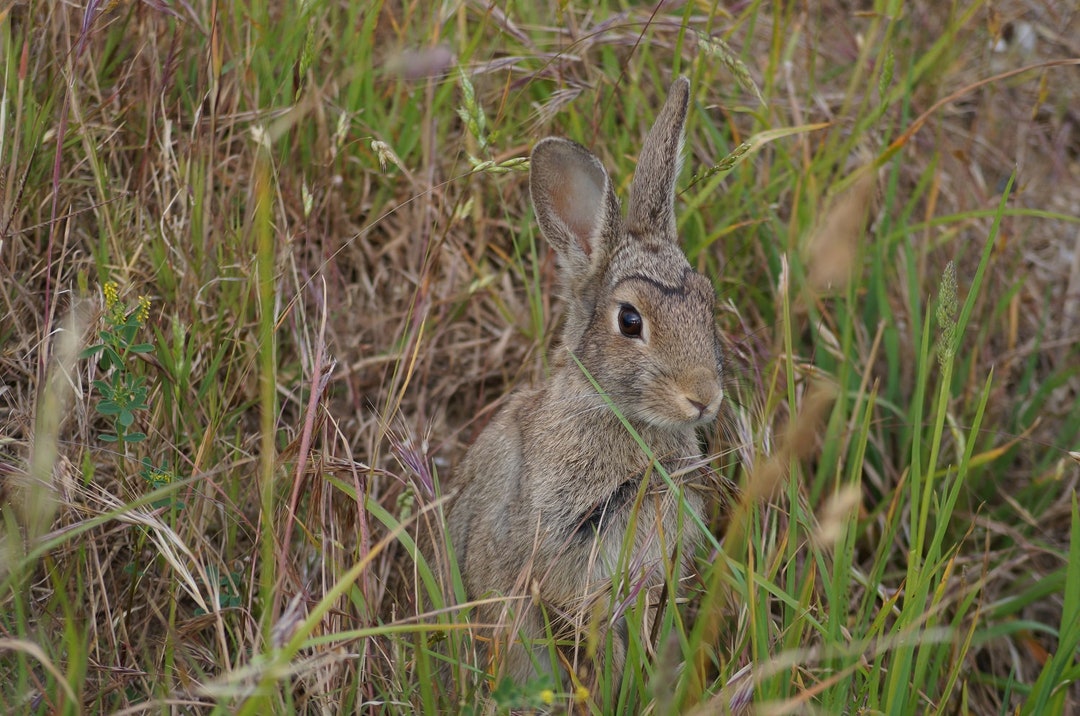 Beach Bunny Rabbit at Burnie Tasmania - Very Cute Wild Rabbit in the ...