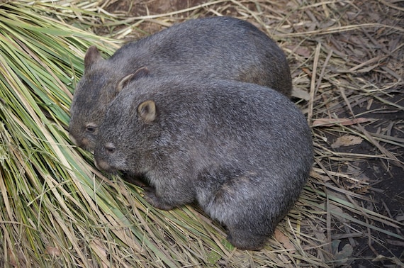 Cute Wombats