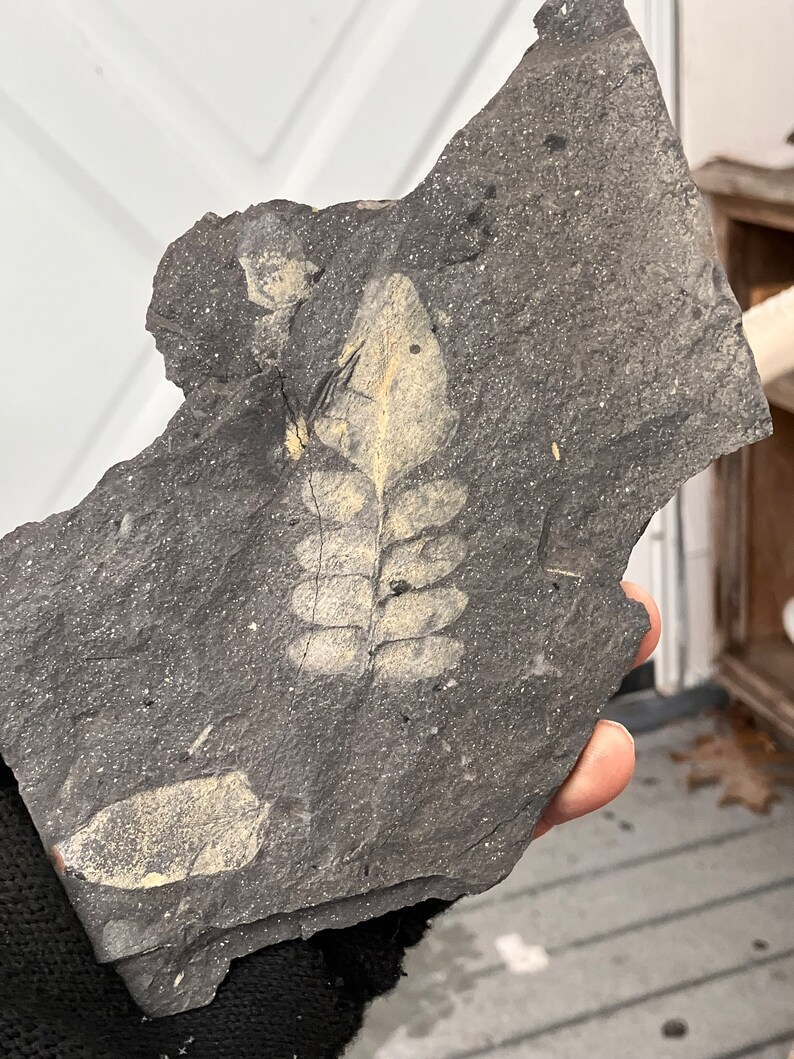 Ancient Paleozoic Era Tree Fern Flora Pyrite Plant Fossil - Etsy