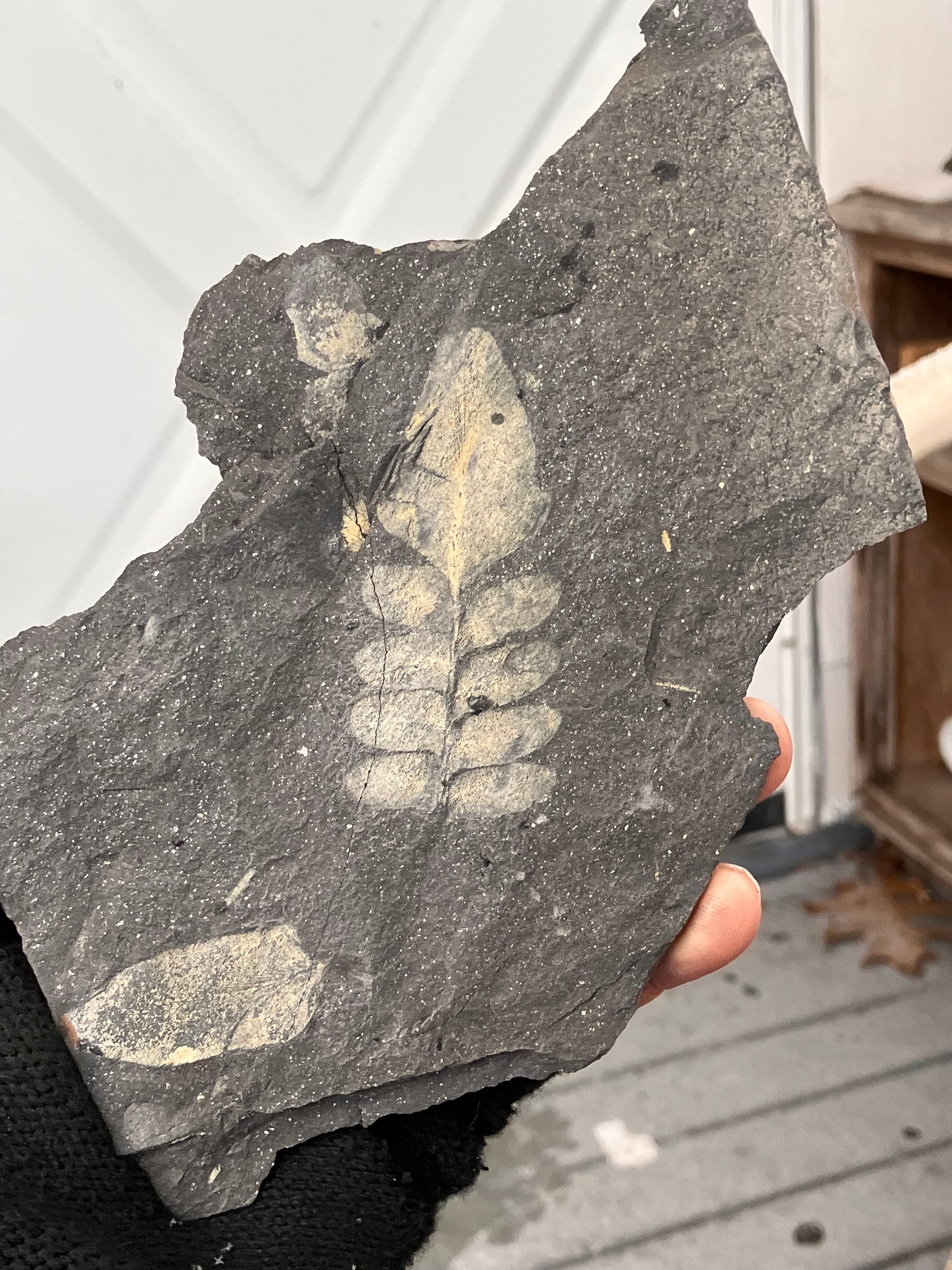 Ancient Paleozoic Era Tree Fern Flora Pyrite Plant Fossil - Etsy