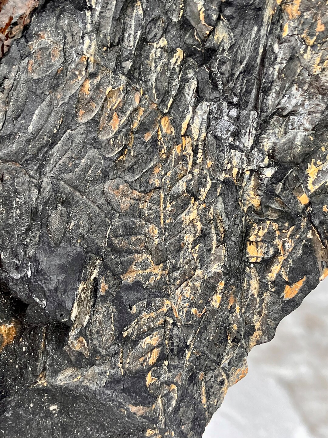 Ancient Paleozoic Era Extinct Tree Ferns Colorful 3D Plant Fossil - Etsy