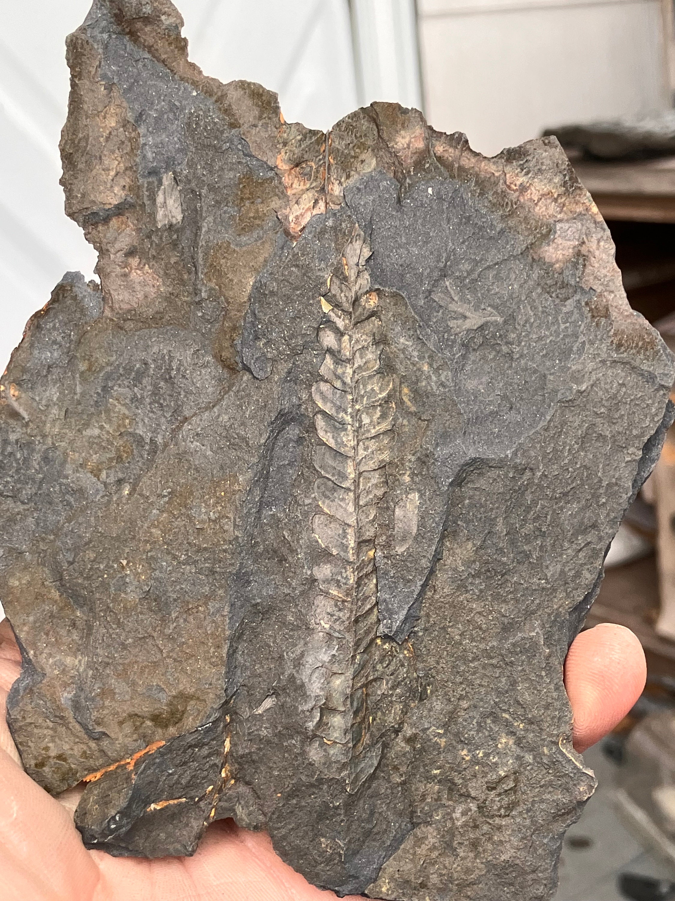 Three Ancient Paleozoic Era Extinct Tree Ferns Colorful Plant Fossils ...