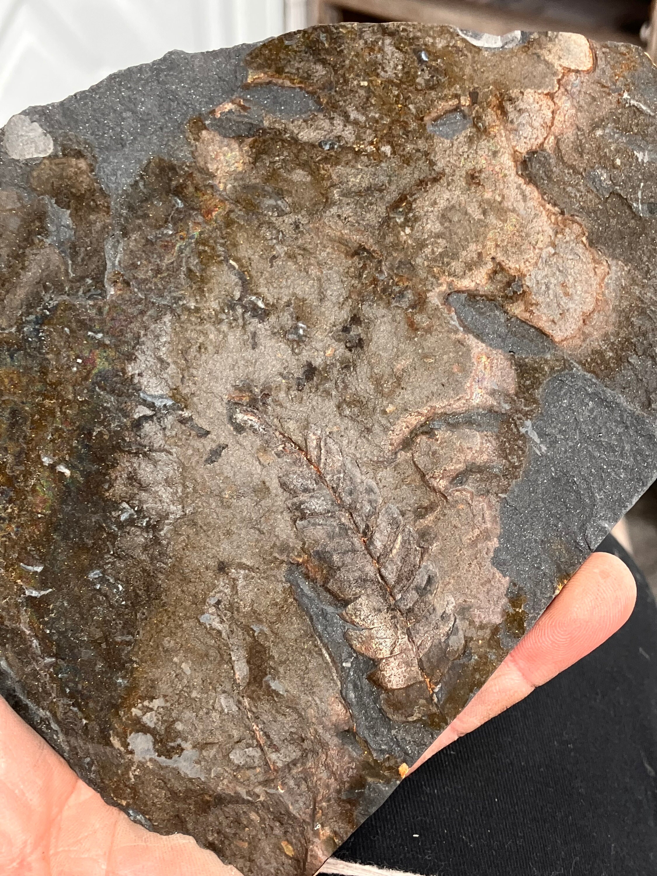 Three Ancient Paleozoic Era Extinct Tree Ferns Colorful Plant Fossils ...