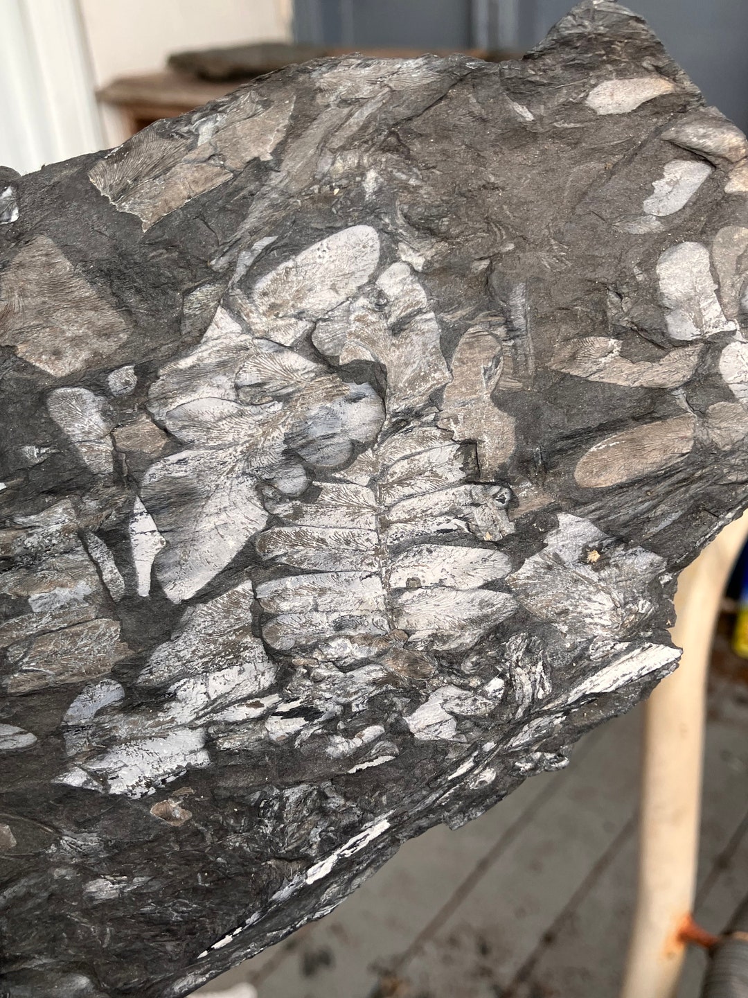 Ancient Paleozoic Era Extinct Tree Ferns & Flora Foliage Plant Fossil ...