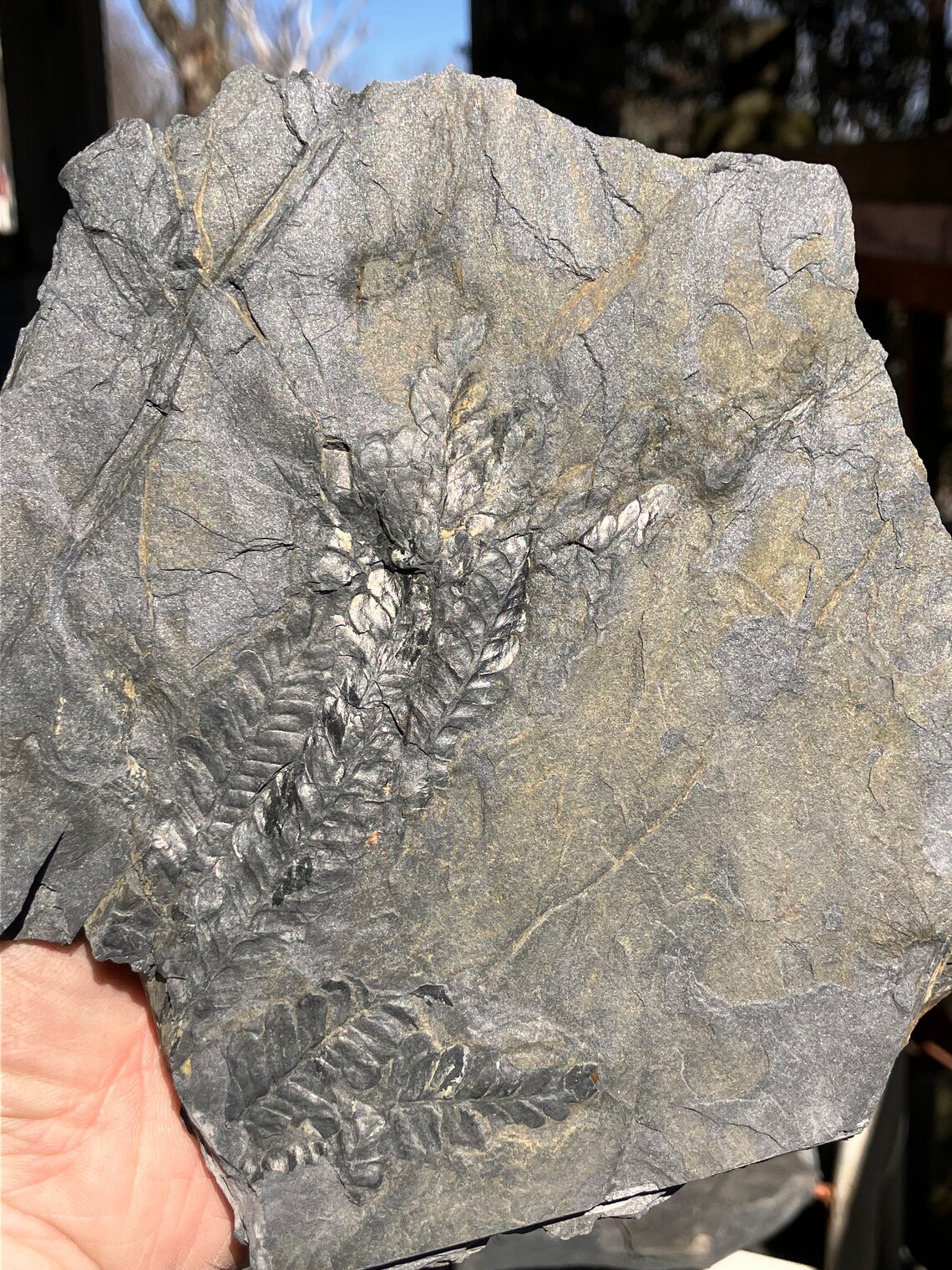 Paleozoic Era Carboniferous Extinct Ferns 3D Plant Fossil - Etsy